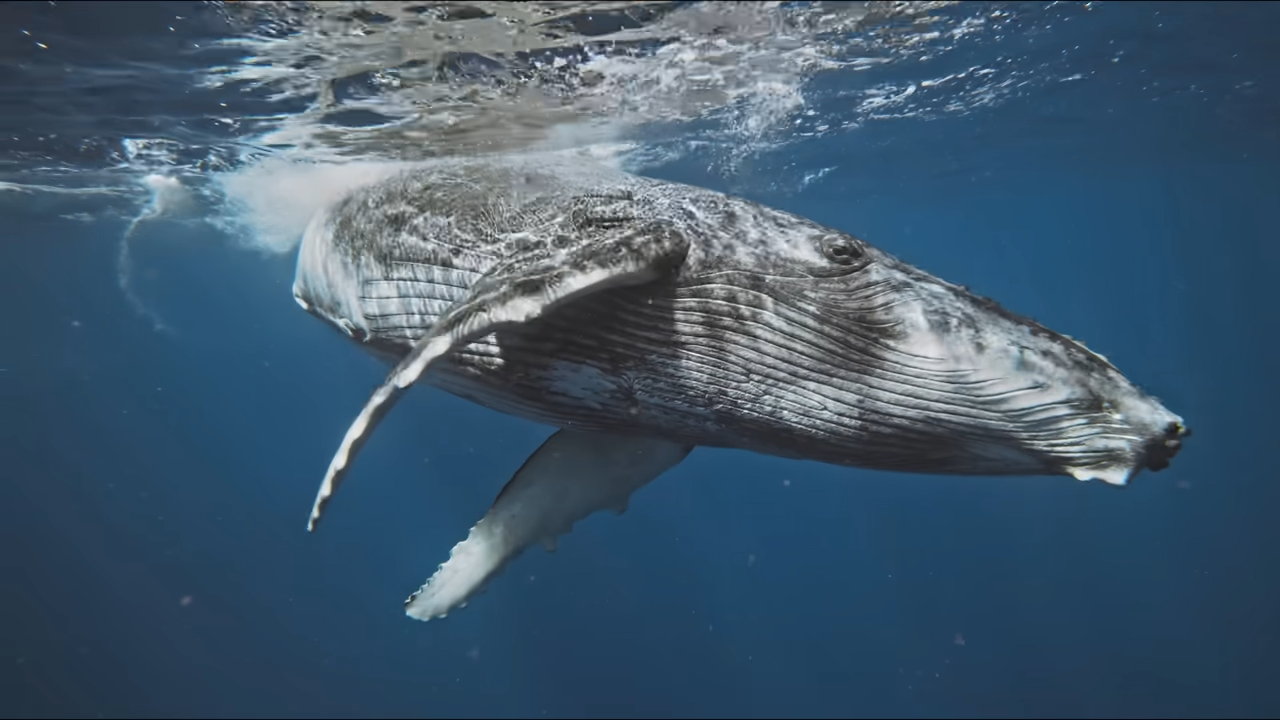 A 60,000 pound whale was hauled from the sea - then the crew found legs