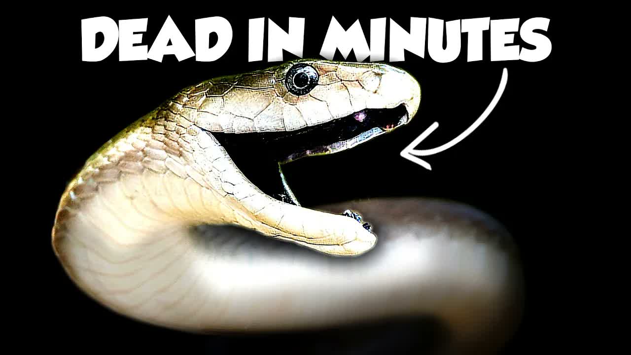 The snake that made scientists say, "Wait... that's not possible"