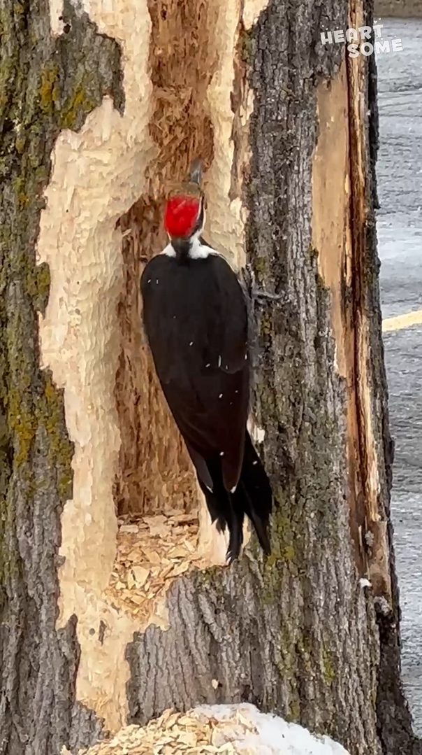 Woodpecker carves half a tree searching for food