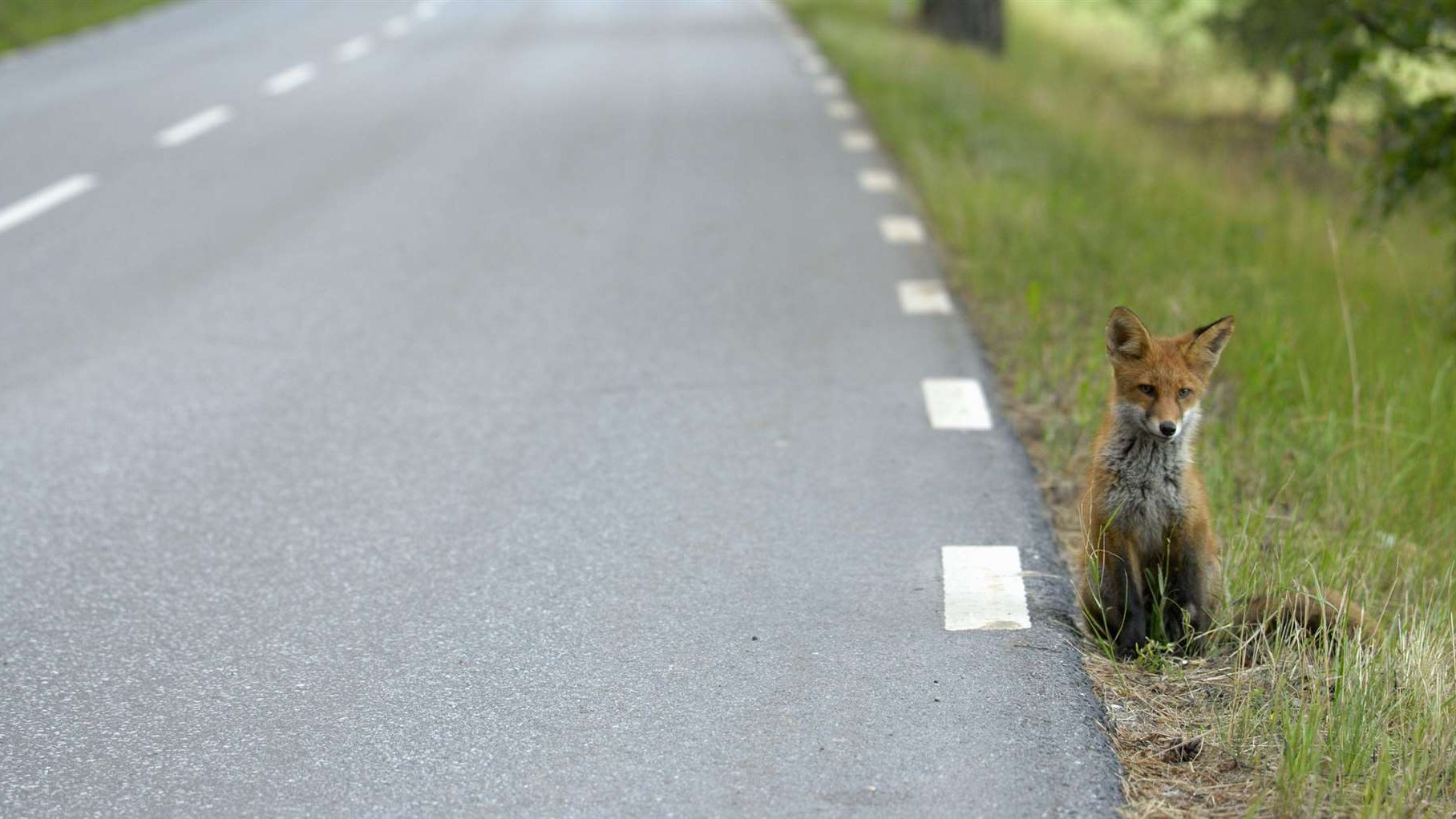 Are EVs driving an increase in roadkill?