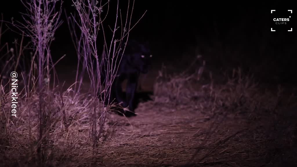 Rare black leopard captured on night patrol