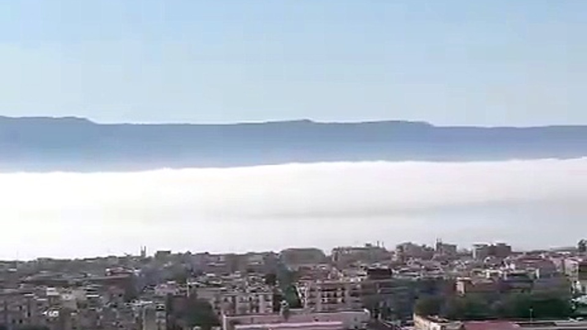 Lupa nello stretto di Messina