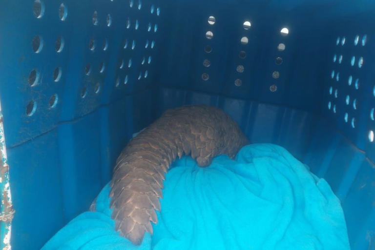 Four arrested for illegal possession of a pangolin