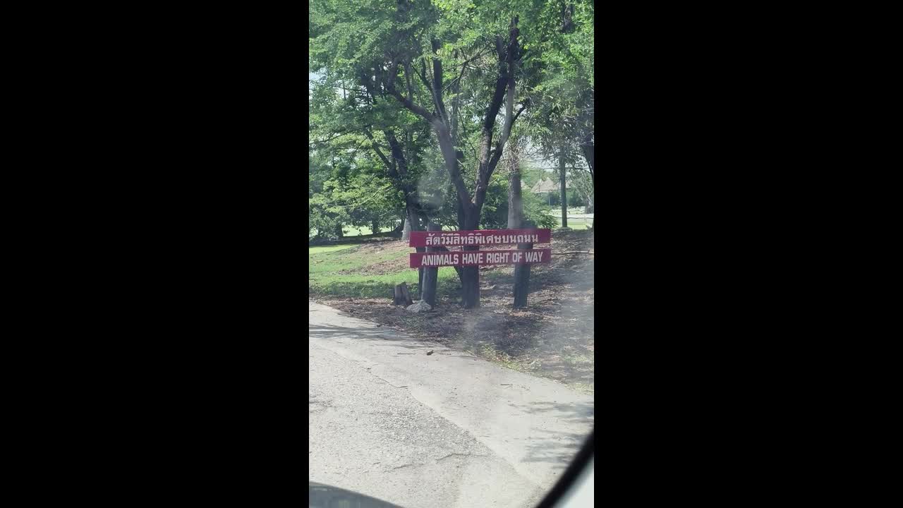 Stork holds up traffic as it struts across road