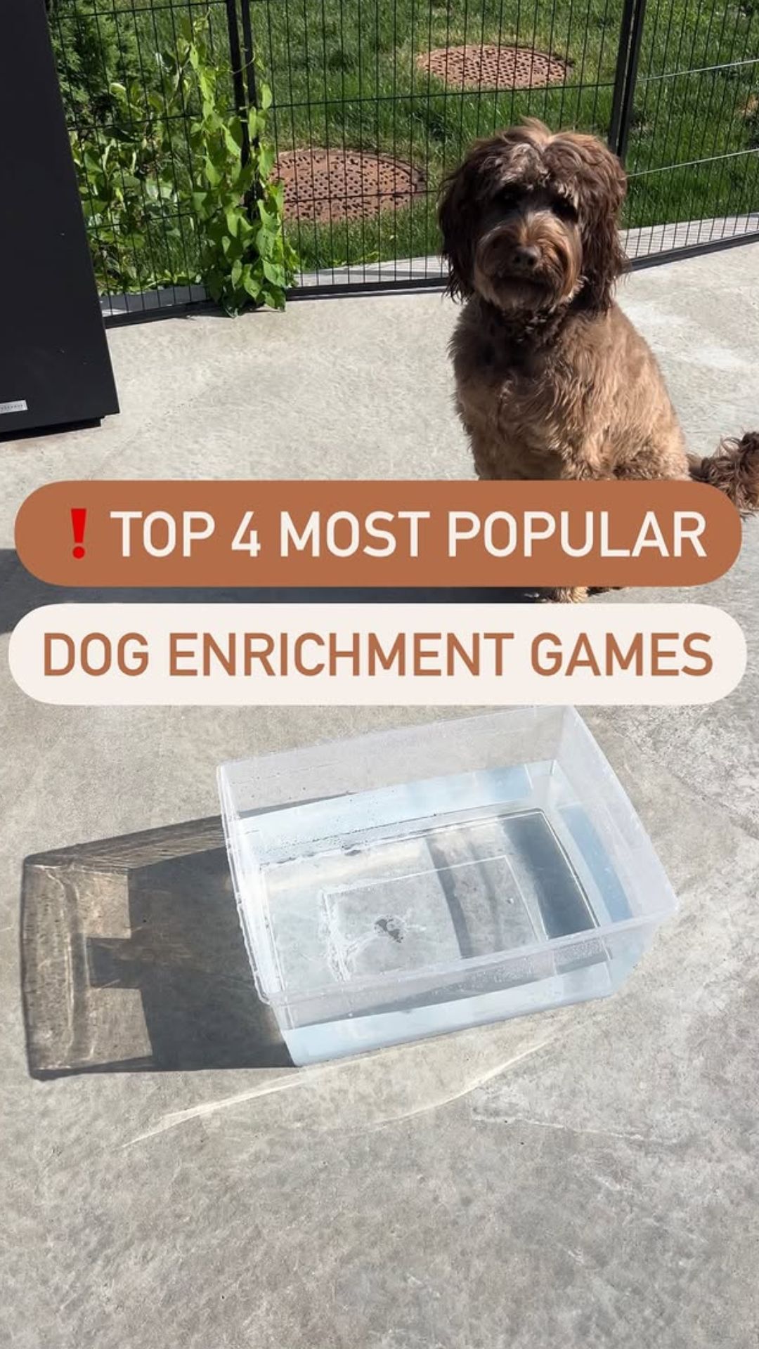 Creative dog enrichment: Ideas for busy pets