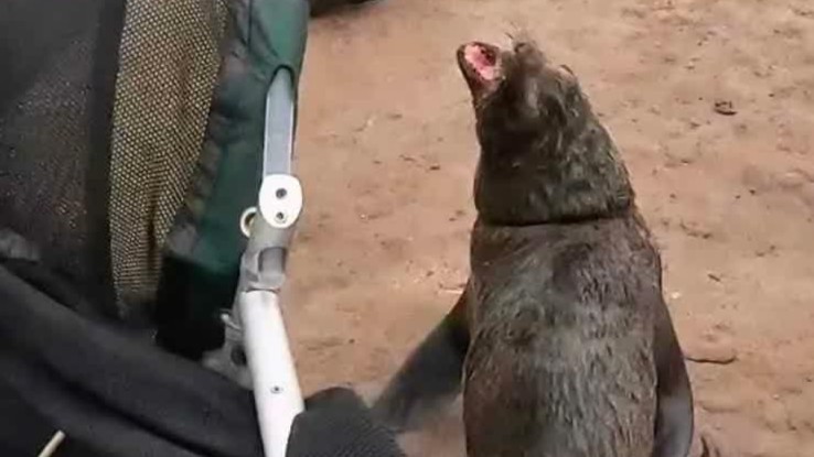 This seal carried his pain for so long that relief brought tears