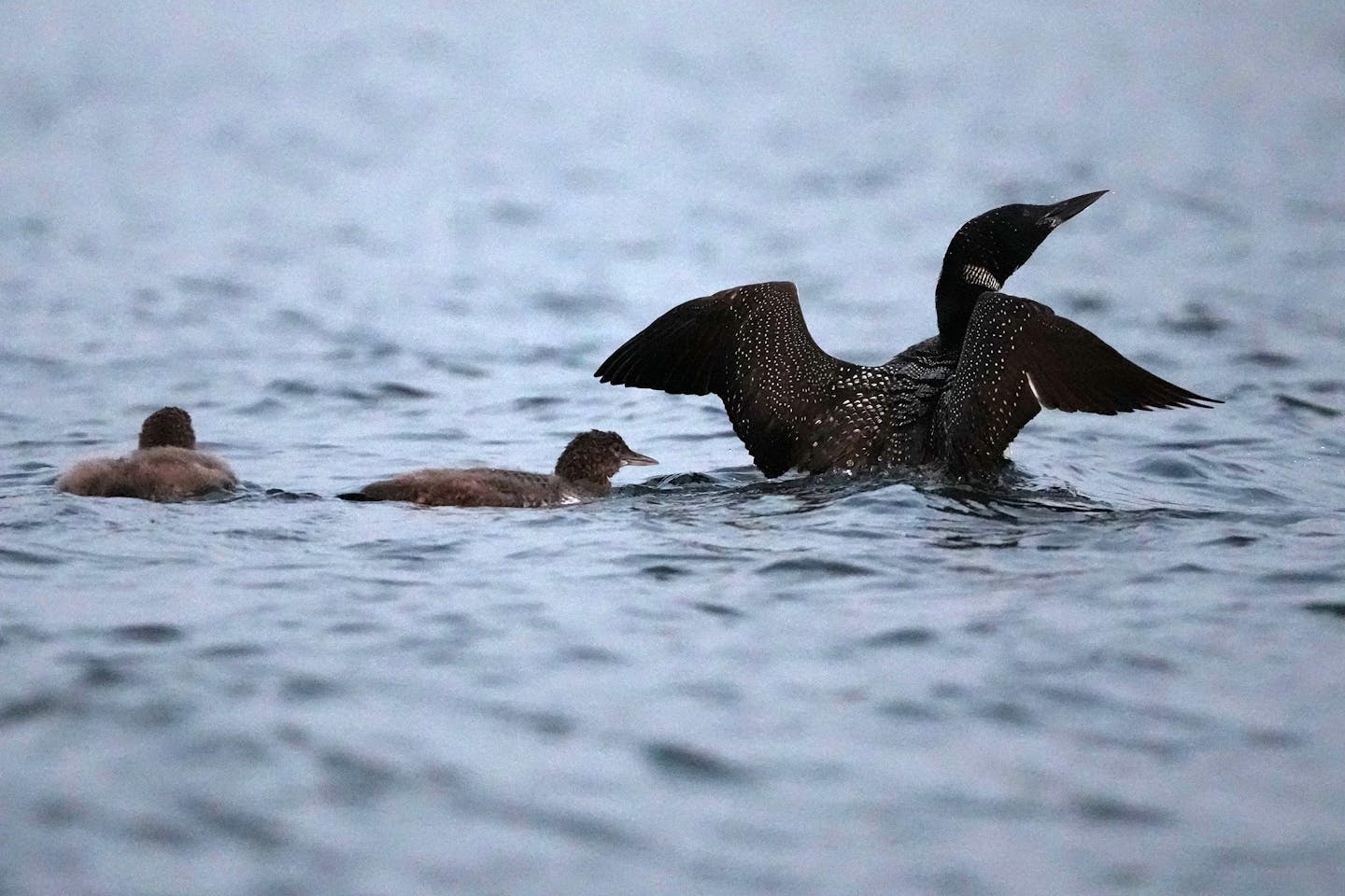 Cheers & jeers: A helping hand for Minnesota’s most iconic bird