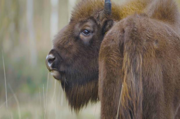 Five European bison settling into new home in Cumbria