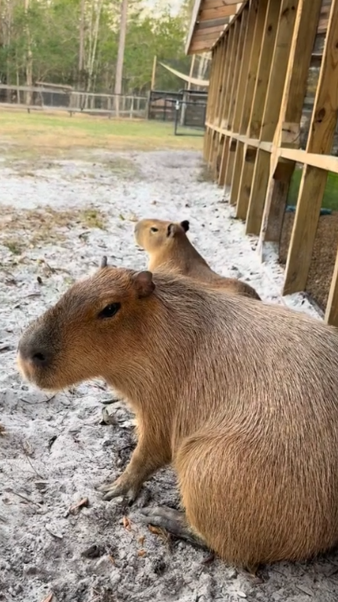 Adorable capybara relaxing in the cutest lazy moments