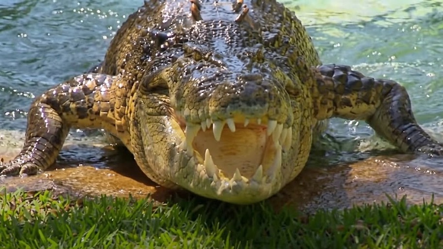 Un coccodrillo di 907 kg avrebbe ucciso fino a 300 persone - e non fu ...