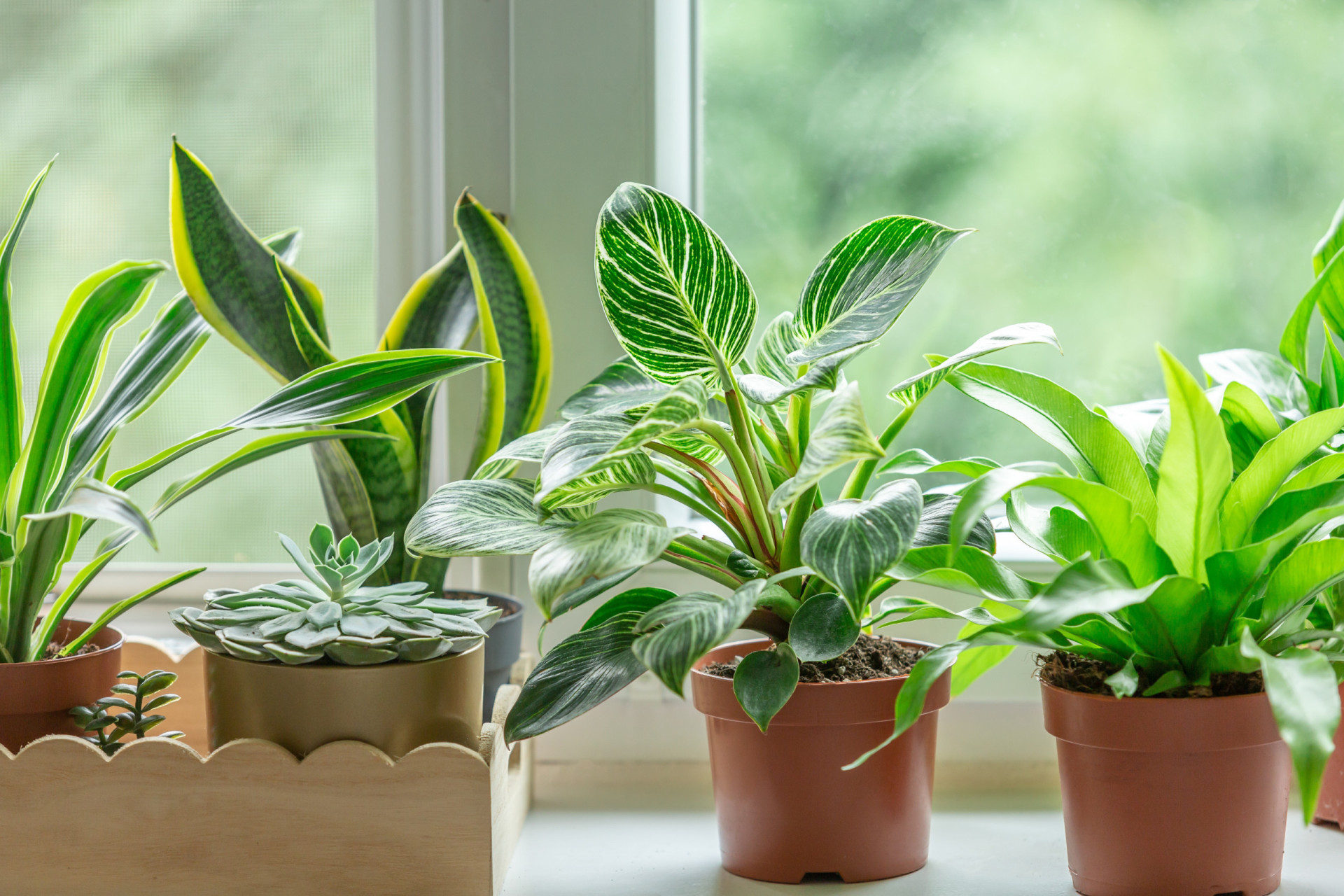 30 good luck plants to bring fortune into your home