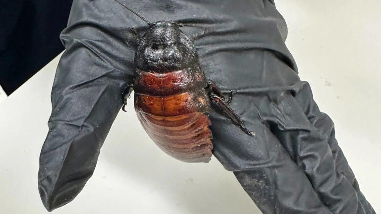 Australian cockroach breeder faces record seizure of 100,000 illegal ...