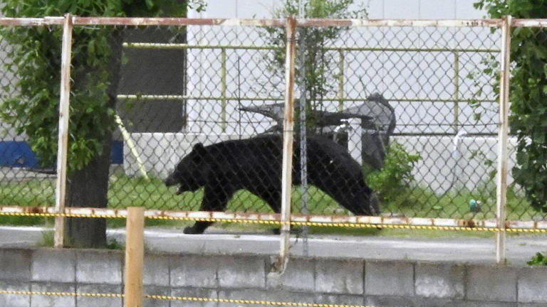 ‘Extremely intelligent’ Japanese bear that attacked four people still ...