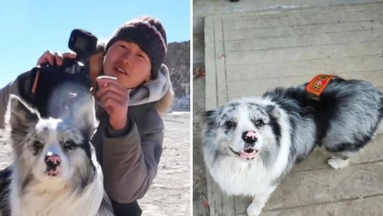 Influencer offers ₹1.4 lakh for missing dog, finds out pet was sold for ...