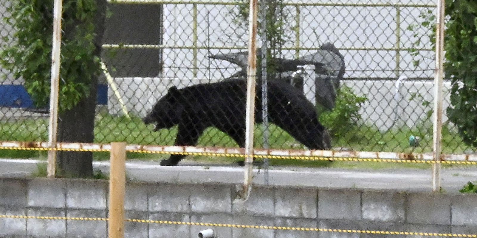 ”Extremt intelligent” björn jagas efter attacker i Japan