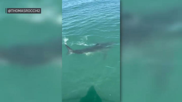Video shows close encounter with great white shark in Boston Harbor