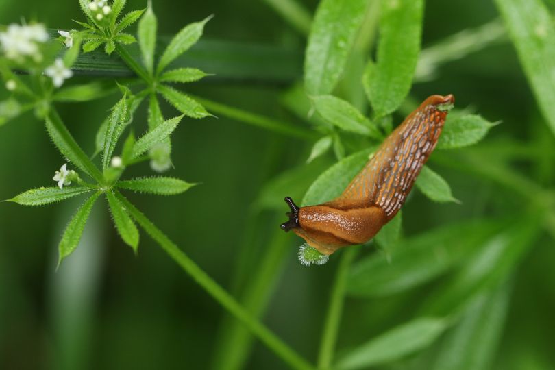 How to easily keep flies, wasps, and slugs out of your garden this summer