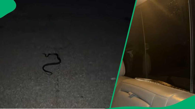 Watch how a driver handled a snake inside truck like a pro in video