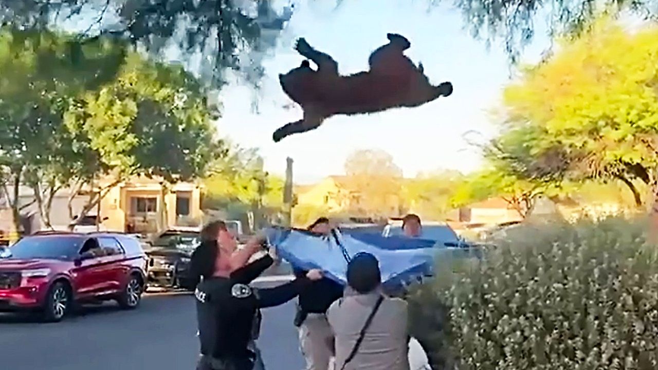 Officers catch falling bear in tarp during Arizona tree rescue