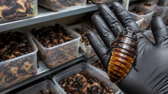 Over 100,000 illegal exotic cockroaches seized in Australia, some as ...