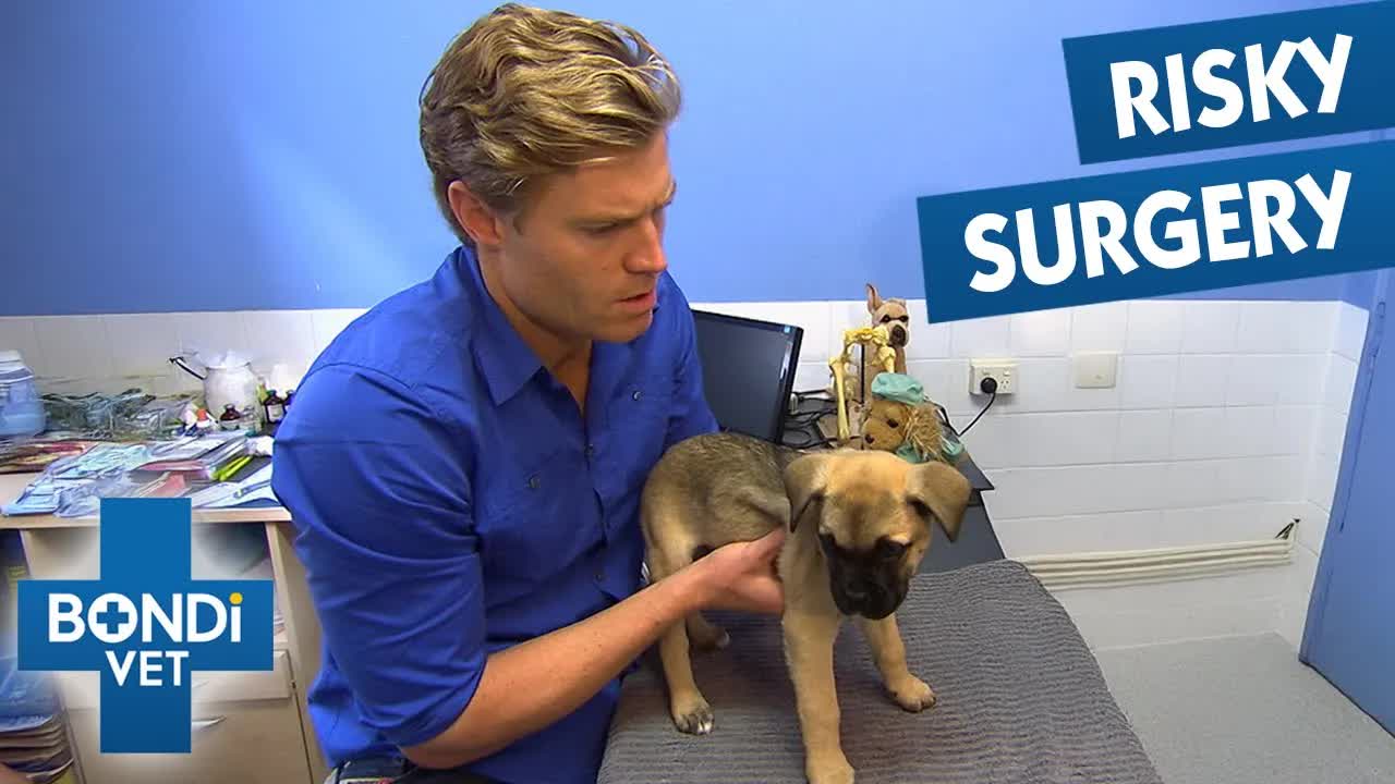 A life on the line: Puppy's heart surgery - until one hero believes in ...