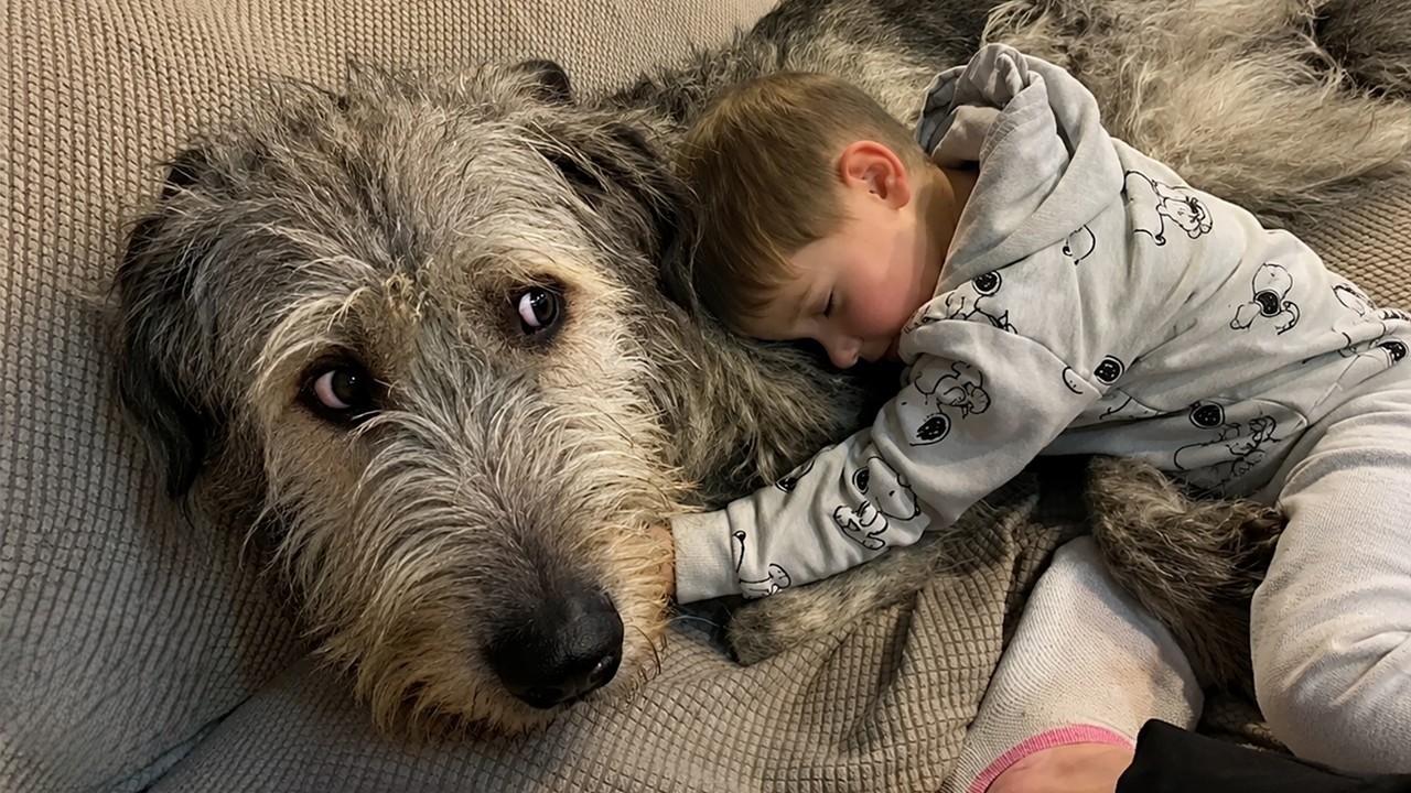 Giant wolfhound became two little boys’ teddy bear - and lets them ...