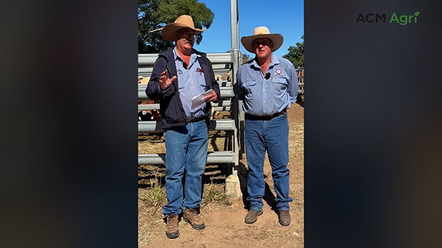 Woolooga commercial Brahman female sale