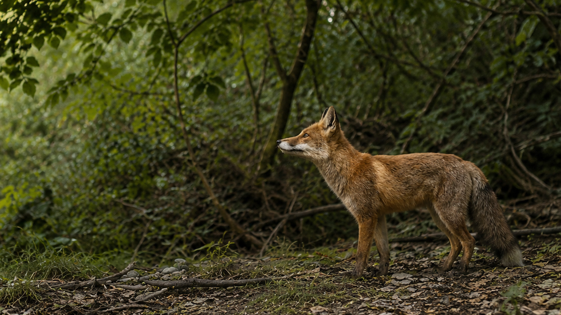 This fox appeared on a woodland trail when no one was around
