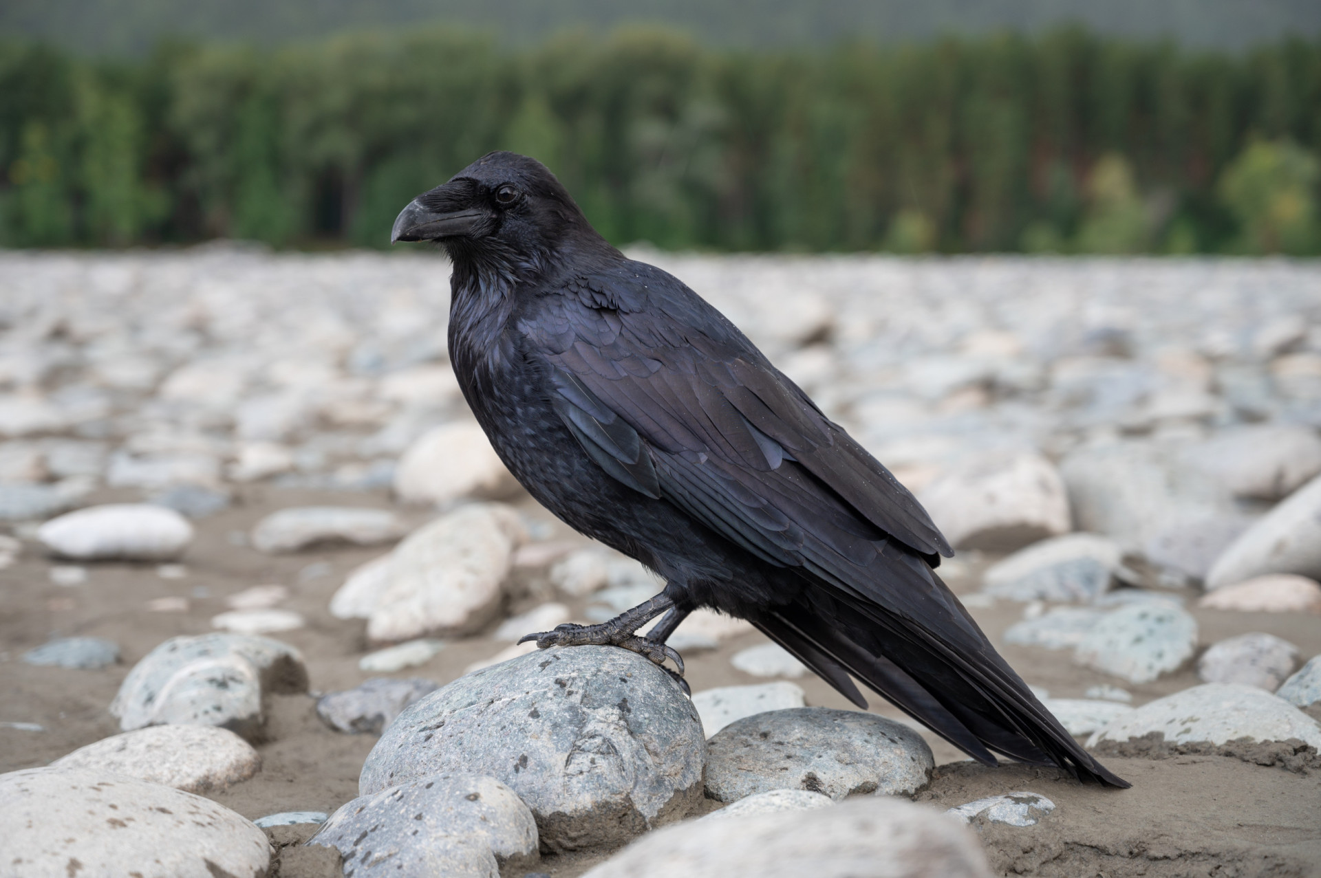 Birds that carry omens in different cultures