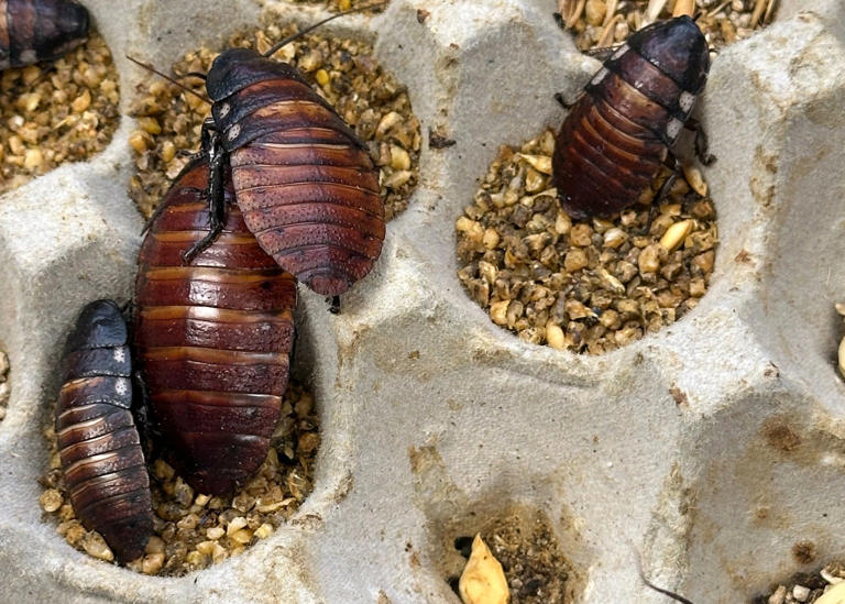 Cockroach kingpin caught with 100,000 illegal insects in record bug bust