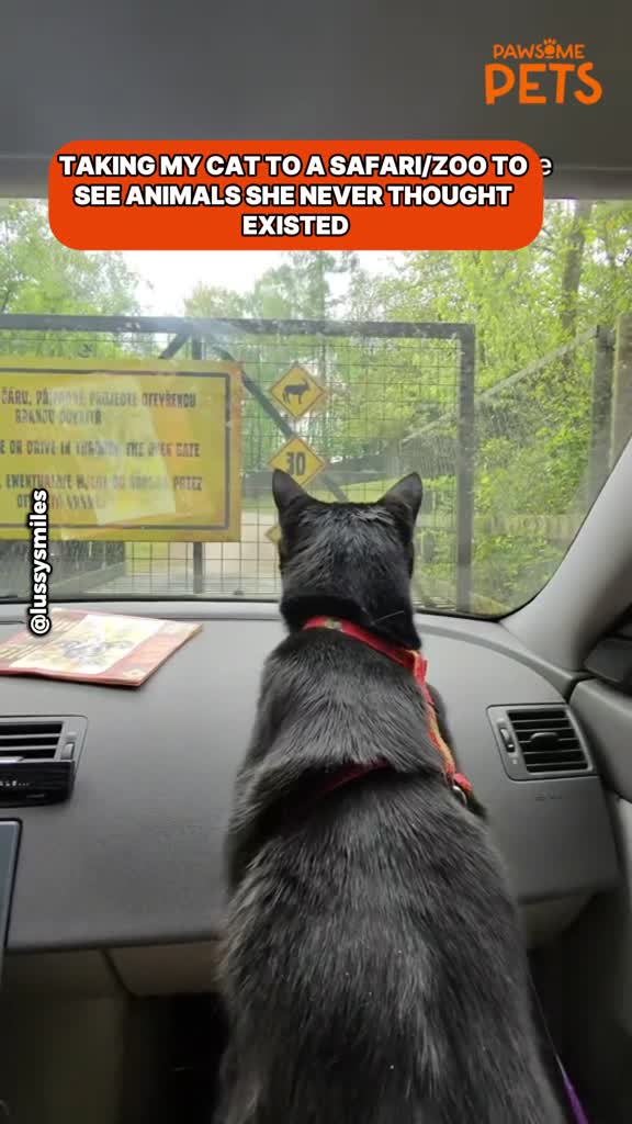 Cat comes face-to-face with exotic animals during safari visit