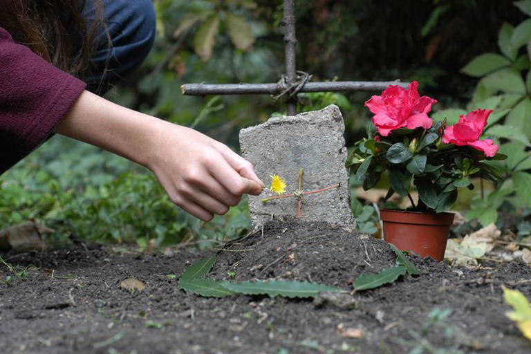 Rules on burying a pet in your garden as it's 'strictly regulated'