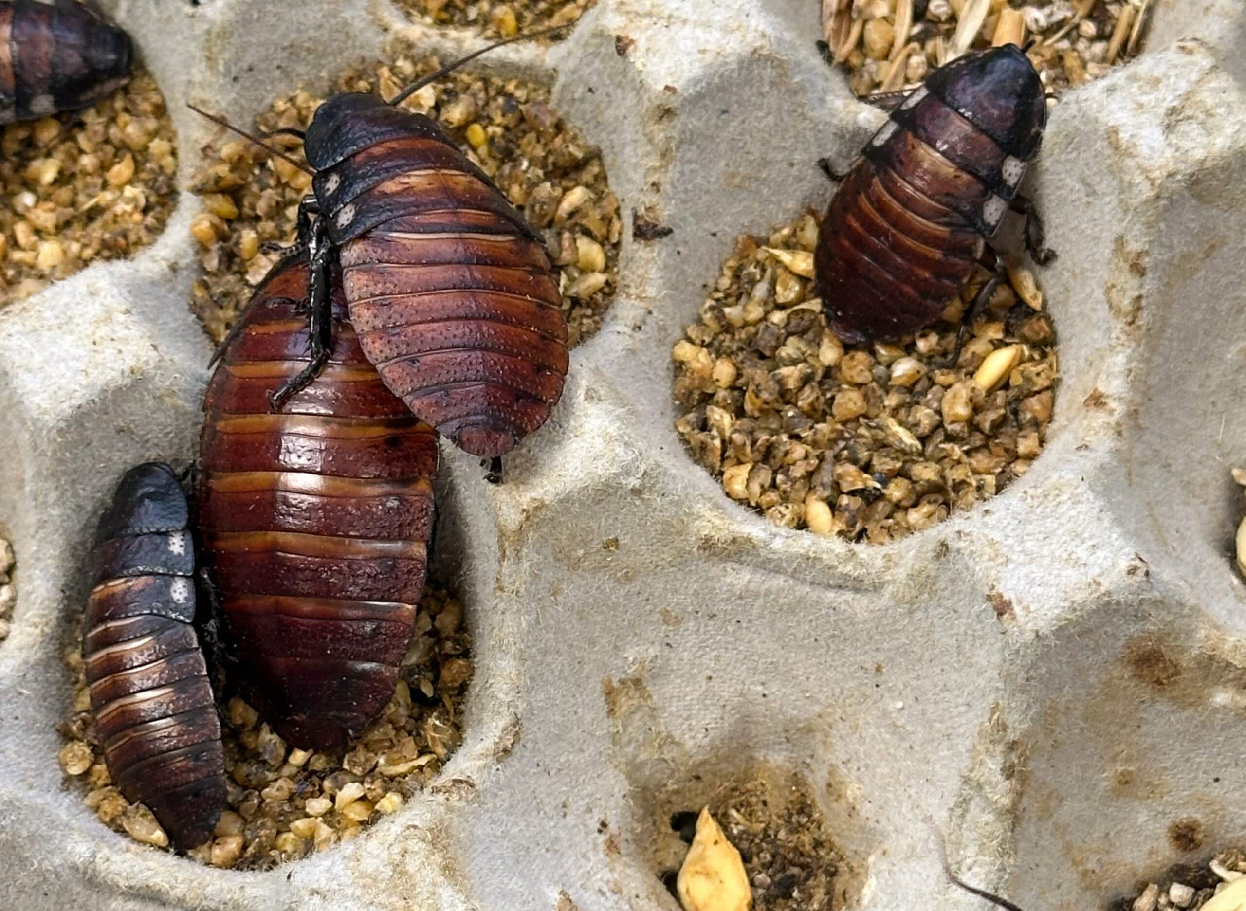 Australian cockroach kingpin caught with 100,000 illegal insects