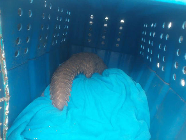 Four arrested for trying to sell endangered pangolin for R80,000