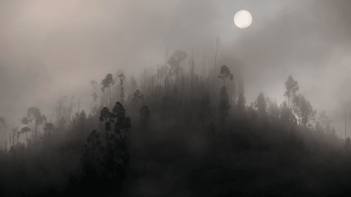 There’s something in the fog! Scientists discover distinct ecosystems ...