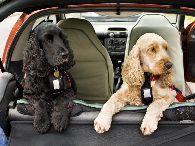 Hunde bei 25 Grad im Auto gelassen: PETA erstattet Anzeige