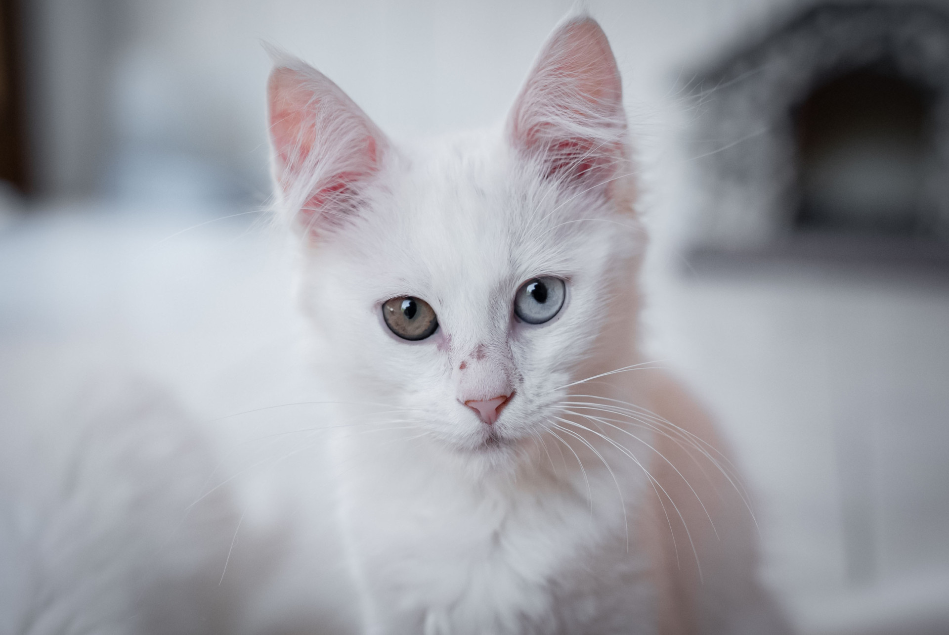 What your cat’s appearance reveals about their personality