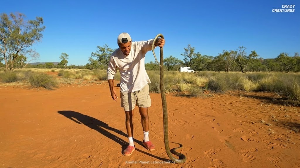 One bite from this snake can kill 100 people