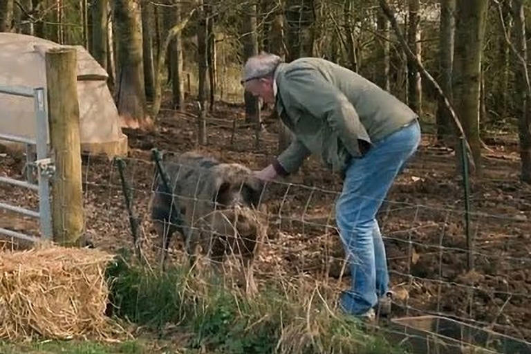 Jeremy Clarkson in tears as he sends beloved pigs to slaughter in ...