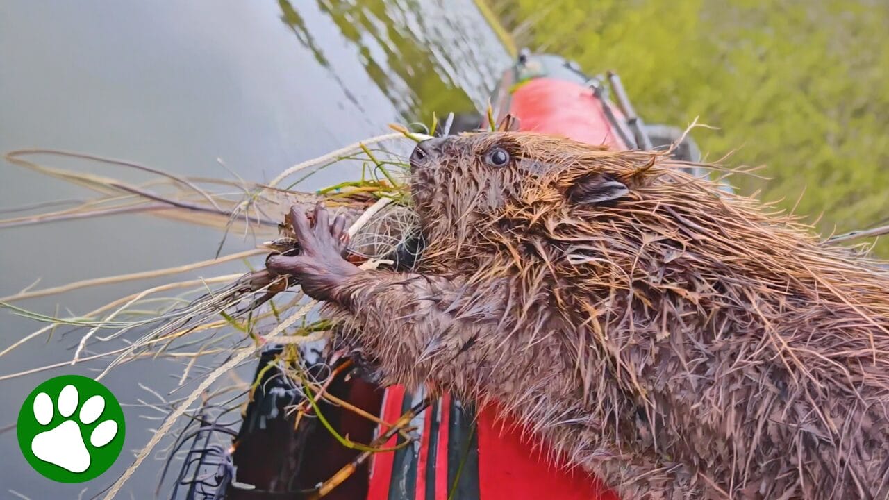 Exhausted beaver saved just in time ️