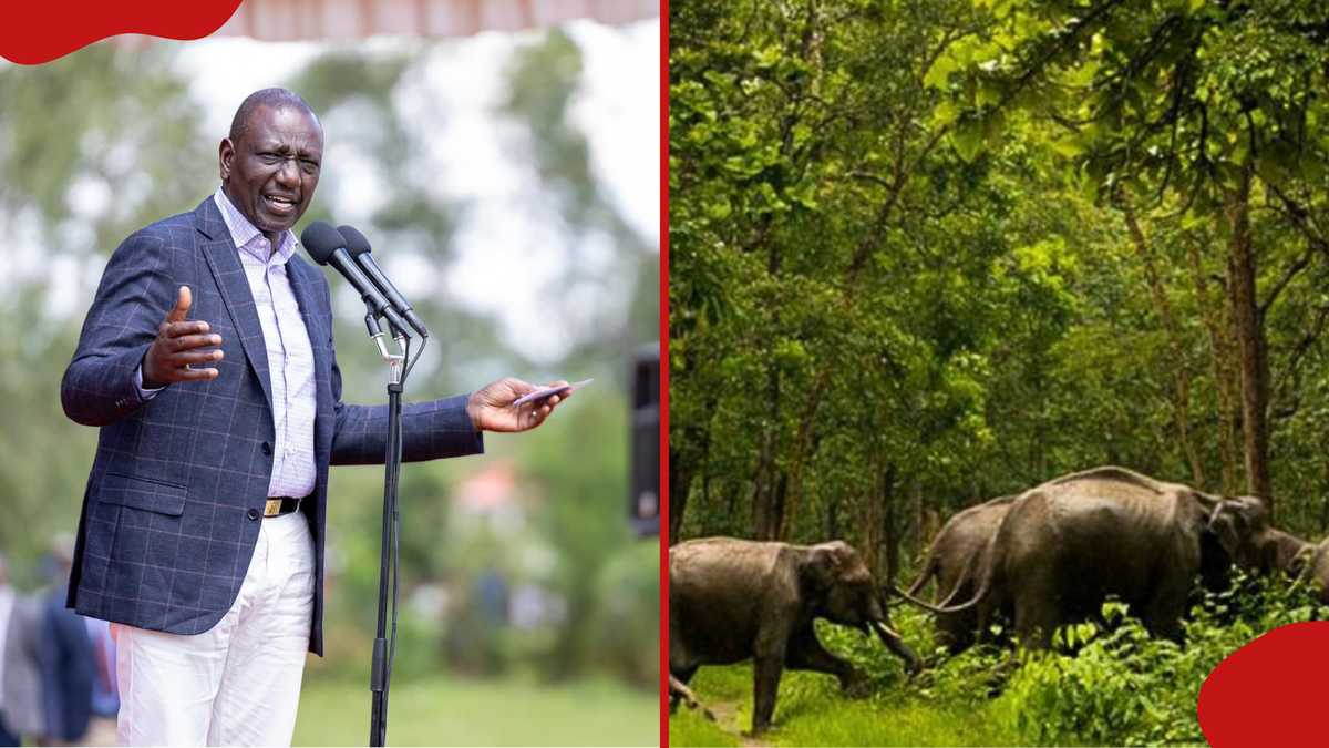 William Ruto's plan to build state lodge in forest sparks outrage