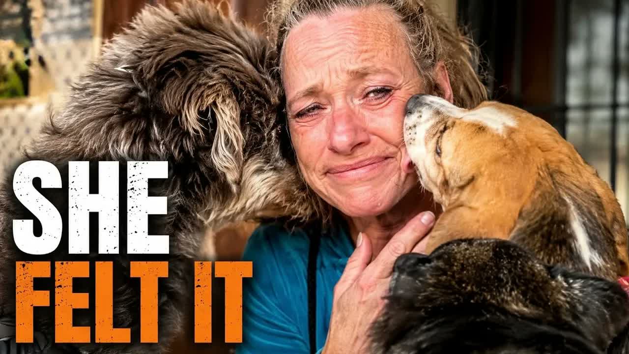 Rescue dogs shower their human with love - as she feels every bit of ...