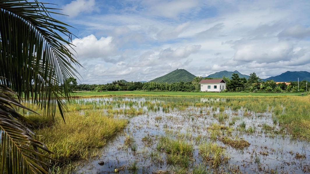 Rice–fish farming cuts disease risk and boosts yields in Senegal