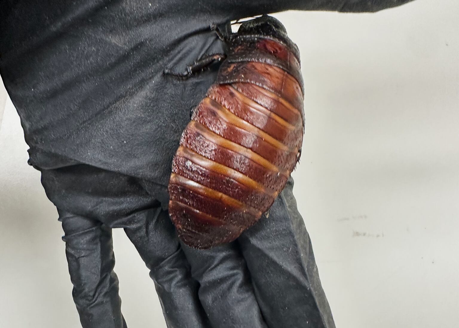 Cockroach kingpin caught with 100,000 illegal insects in record bug bust