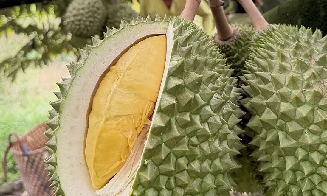 Can eating durian set off a breathalyzer?
