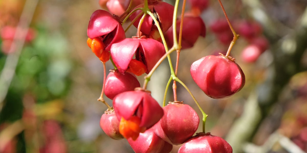 6 low-allergy, lung-friendly plants to grow for a healthier garden