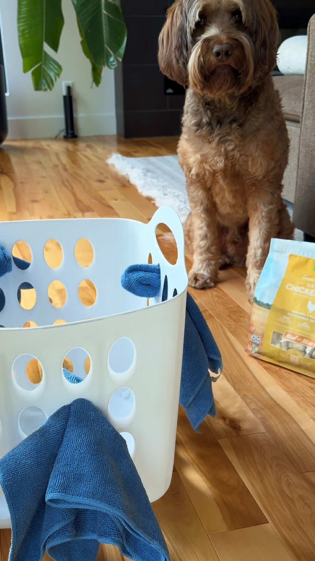 Keep your dog busy using only household items