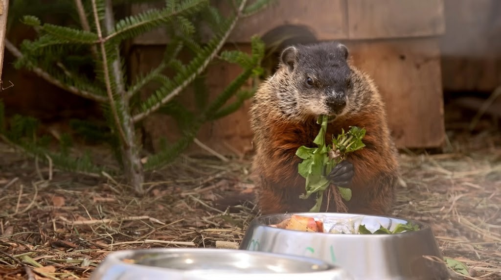 This cute animal's entire life revolves around getting fat