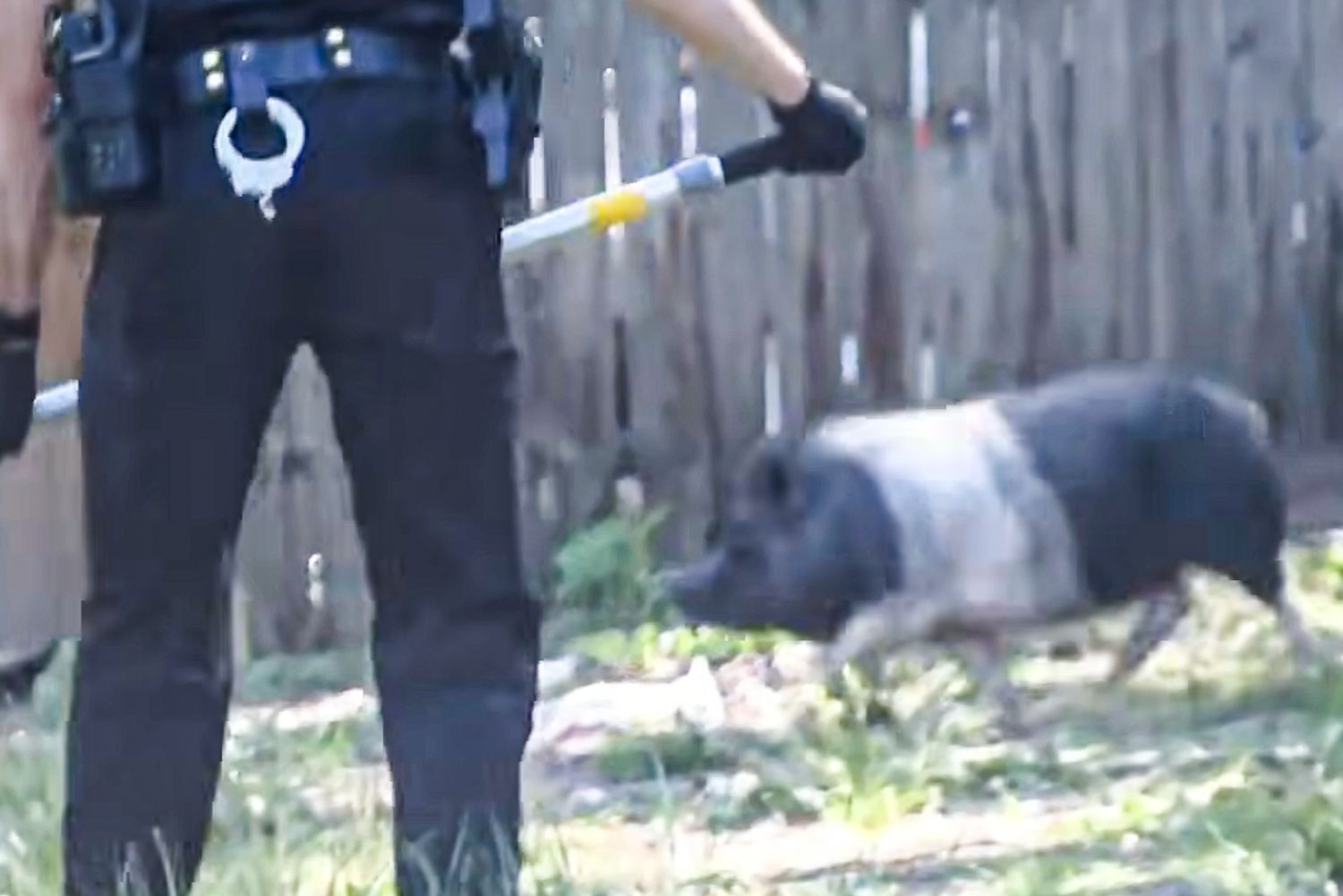 50 pigs allegedly found at Pennsylvania home following reports of rat ...