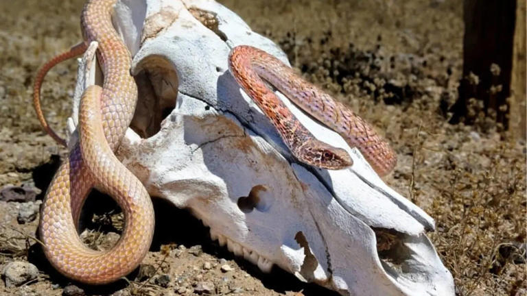 Desert snakes in Nevada that most residents have never heard of
